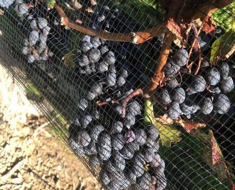 Toronto: Private Wine Tour to Niagara-on-the-Lake - Analyzing the Value: Price, Comfort, and Authenticity