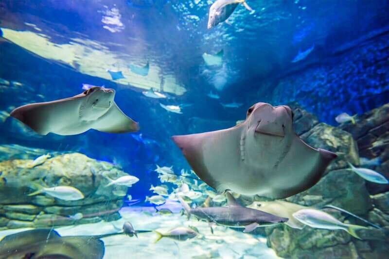 Toronto: Ripley's Aquarium of Canada Entry Ticket - The Sum Up: Is It Worth It?