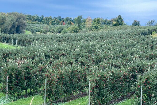 Toronto to Niagara Wine Tour - Final Thoughts: Who Should Consider This Tour?