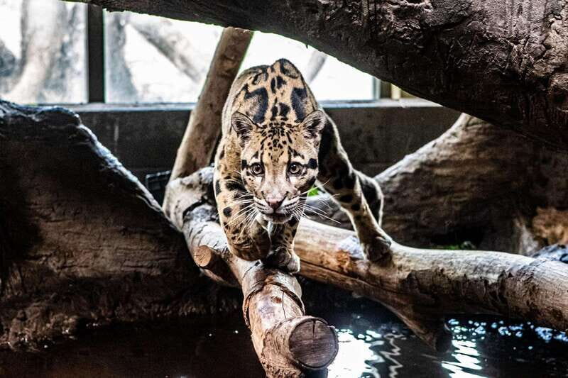 Toronto: Toronto Zoo Entry Ticket - FAQ