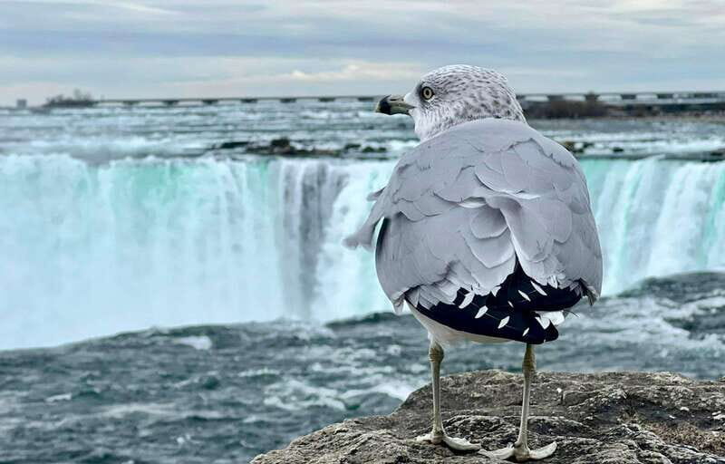 Toronto: Winter Niagara Falls Tour with Attractions Package - An Authentic Look at the Tour Experience