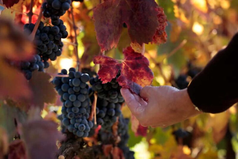 Torre de Moncorvo: Douro Valley Wine Farm & Rural Workshops - Torre de Moncorvo: Douro Valley Wine Farm & Rural Workshops — A Practical, Authentic Adventure