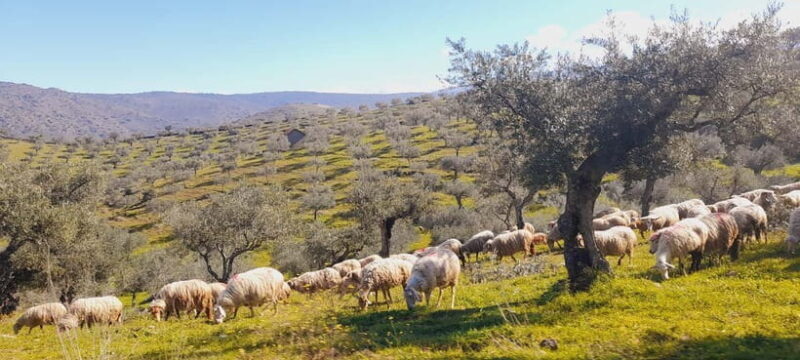Torre de Moncorvo: Douro Valley Wine Farm & Rural Workshops - A Day in the Douro Valley: What to Expect