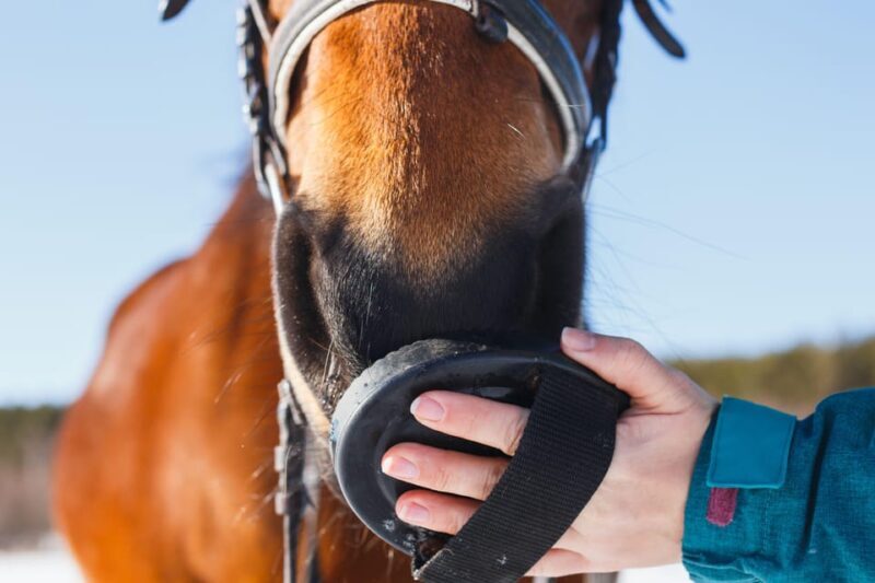 Torremolinos: Guided tour to stables of El Ranchito - The Setting and Environment