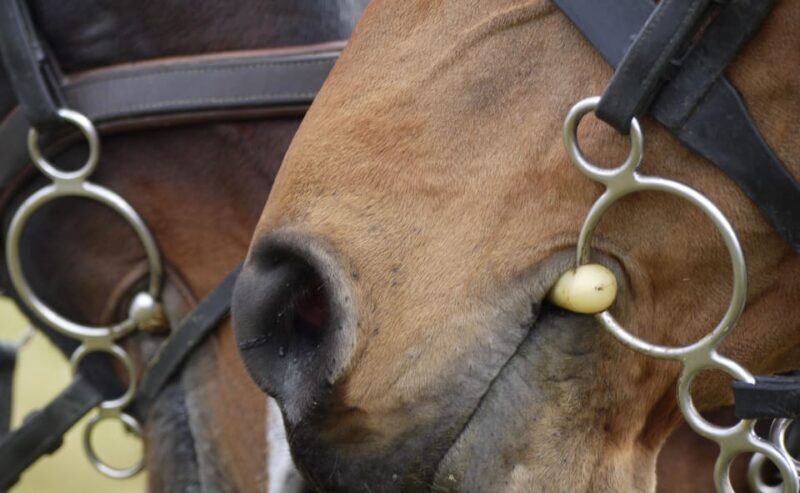 Torremolinos: Guided tour to stables of El Ranchito - Authentic Feedback from Visitors