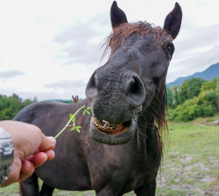 Torremolinos: Guided tour to stables of El Ranchito - The Sum Up