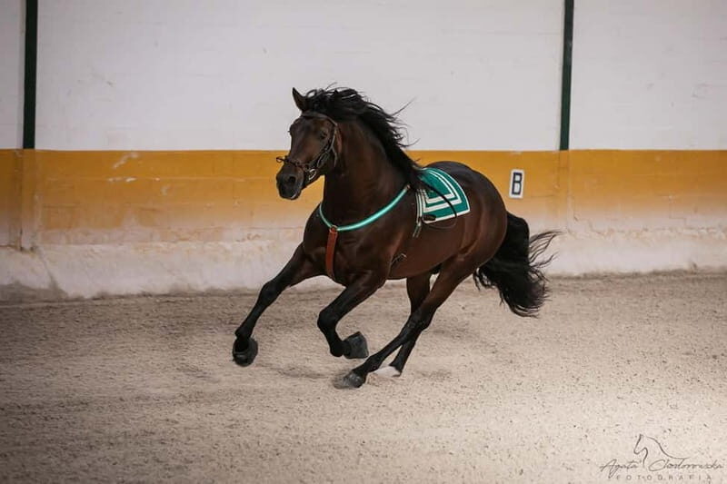 Torremolinos: Spanish horse show and flamenco with dinner option - Setting the Scene at El Ranchito Equestrian Center