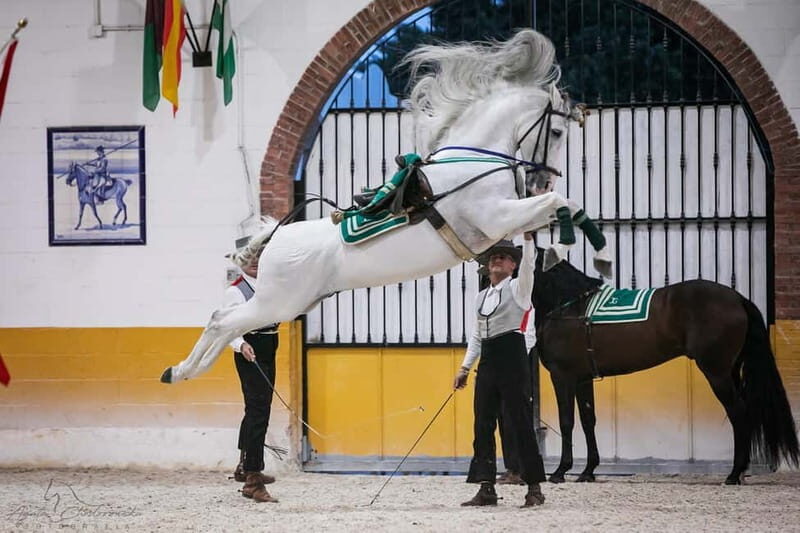 Torremolinos: Spanish horse show and flamenco with dinner option - The Flamenco Experience: Passion in Motion