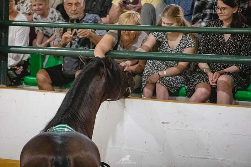 Torremolinos: Spanish horse show and flamenco with dinner option - FAQ
