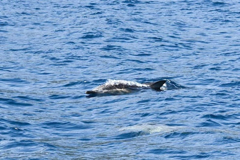 Torrevieja: Experience tour with the Apaleo catamaran - Practical Tips for Booking and Enjoyment