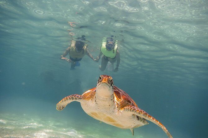 Tortugas & Cenotes Snorkel With Turtles Tour - Introduction: An Overview for Curious Travelers