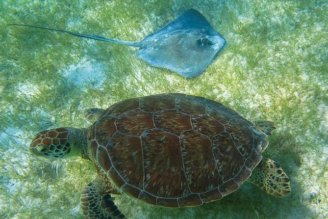 Tortugas & Cenotes Snorkel With Turtles Tour - Who Should Consider This Tour?