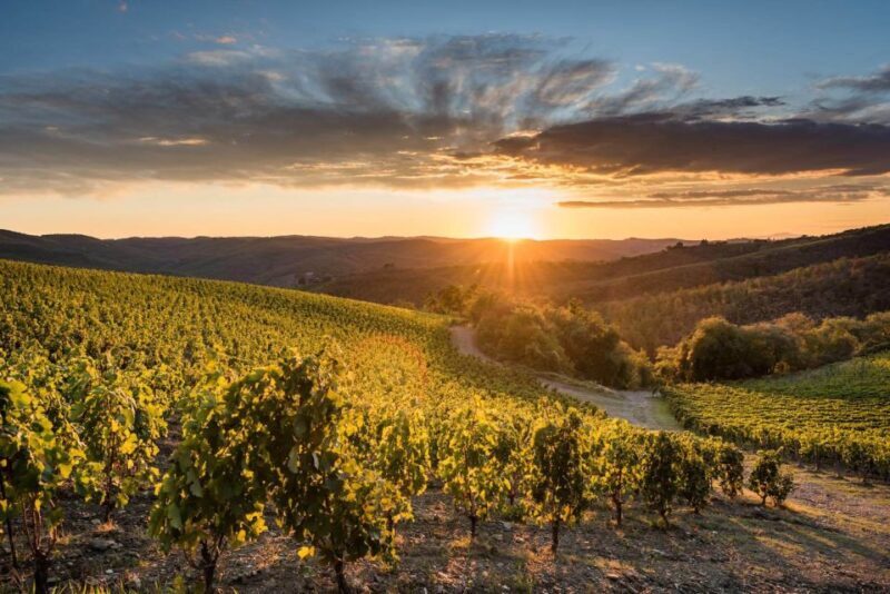 Total Immersion Wine Tour in Chianti - Key Points