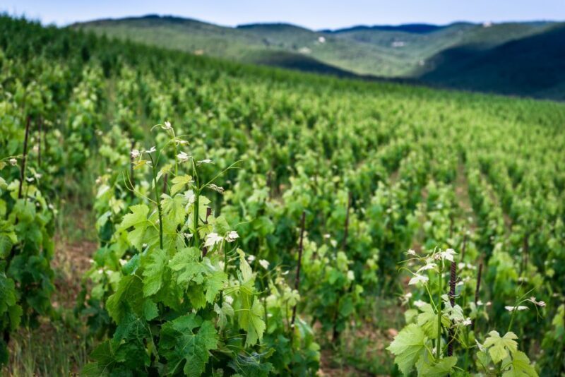 Total Immersion Wine Tour in Chianti - Who Will Love This Tour?