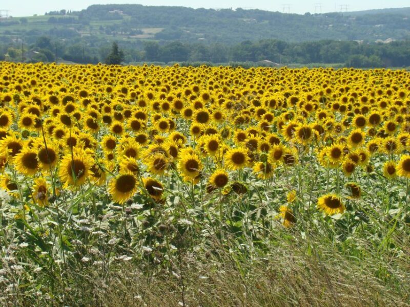 Toulouse to Carcassonne & Albi: Private Sightseeing Tour - FAQs