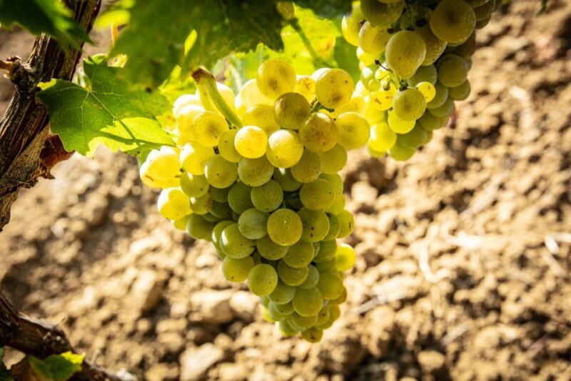 Tour and Premium wine tasting at Duca di Salaparuta - Key Points