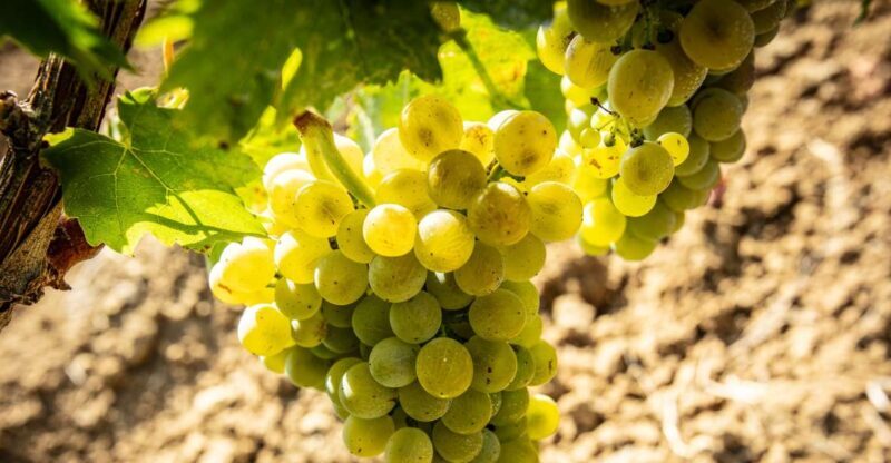 Tour and Premium wine tasting at Duca di Salaparuta - The Value Proposition: Price, Quality, and Experience