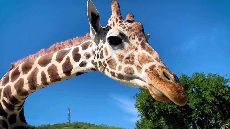 Tour "Bioparque" + Traslados + Tickets incluidos - A Full Look at What the Experience Offers
