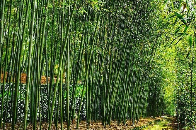 Tour by car with a Kyoto native away off touristya local show you secret places - The Sum Up