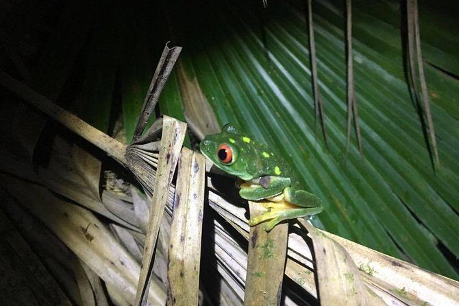 Tour Herpetologico - Discovering the Mexican Jungle After Dark