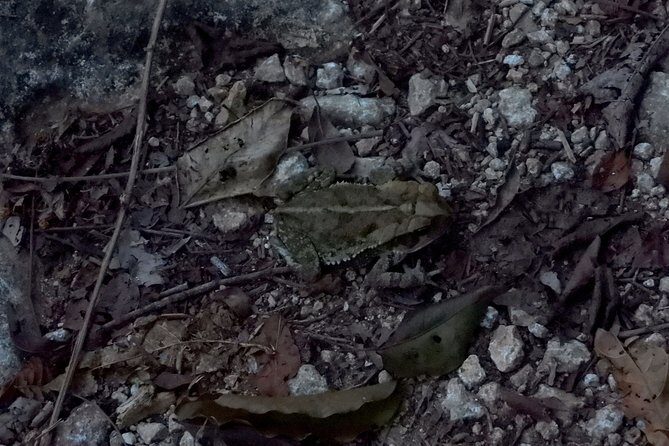 Tour Herpetologico - Final Thoughts