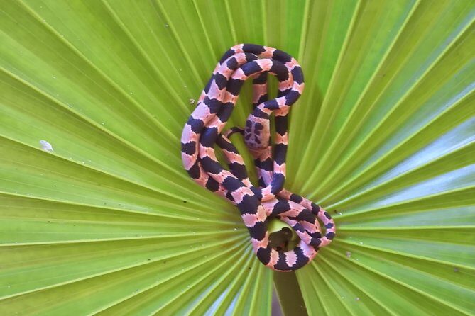 Tour Herpetologico - FAQ