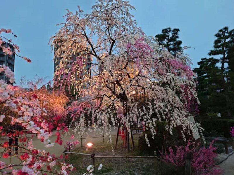 Tour Hiroshima: Explore Its Spiritual & Cultural Treasures - FAQ