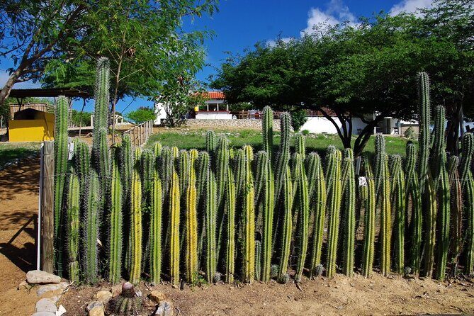 Tour in North and South Bonaire Guided - Guides and Experience