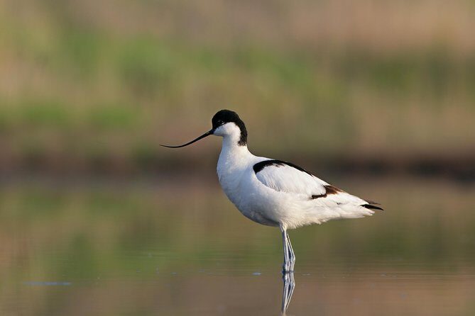 Tour in Paradise: Ria Formosa - Final Thoughts: Who Should Consider This Tour
