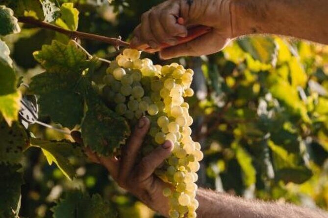Tour in the Prosecco Hills Tour from Padua - The Practical Side: What This Tour Means for You