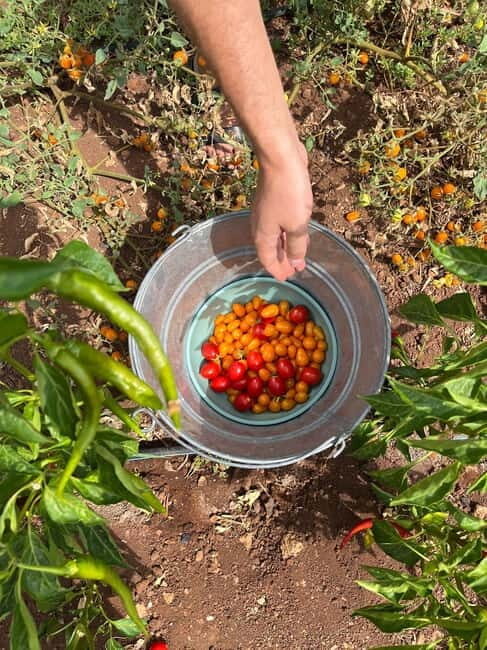 Tour of Apulian farms and local producers - An In-Depth Look at the Apulian Farm Tour