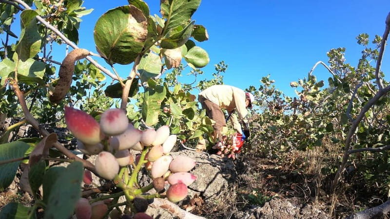 Tour of Bronte Pistachios and Etna Wines - Key Points