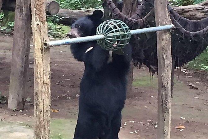 Tour of Elephant Conservation and Bear Rescue Center From Agra - An In-Depth Look at the Elephant and Bear Conservation Tour