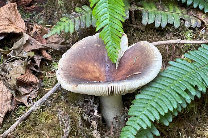 Tour of Fort Clatsop, Youngs River Falls & Warrenton Countryside - FAQ