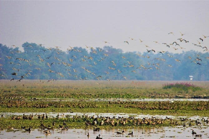 Tour of Pobitora Wildlife Sanctuary from Guwahati with Safari, Lunch and Guide - A Closer Look at the Experience