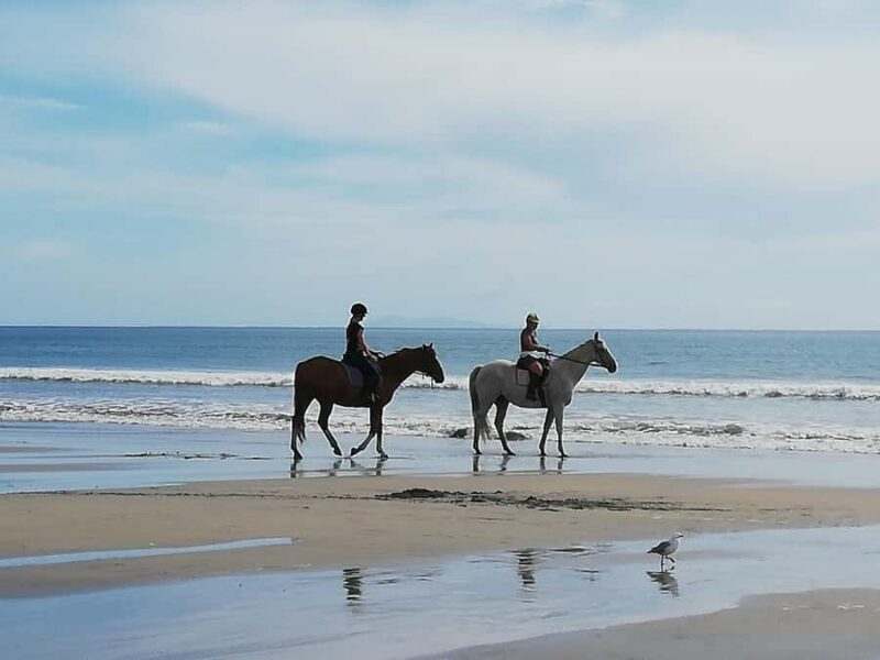 Tour of the Bay, Te Puna Sculpture Park and Historic Village - The Sum Up