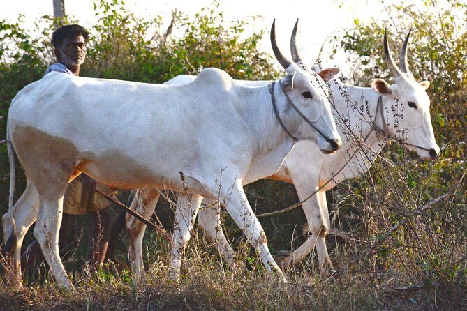 Tour of the Villages of Varanasi (Guided Sightseeing Tour by Car) - What the Tour Offers: An In-Depth Look