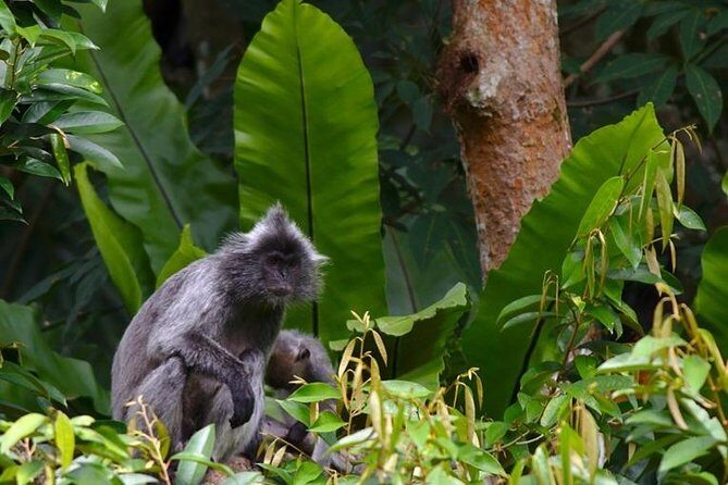 TOUR PACKAGE (jungle trekking, taxi, Room) 4 DAYS 3 NIGHTS in BUKIT LAWANG - Introduction: What Makes This Jungle Trek Special?