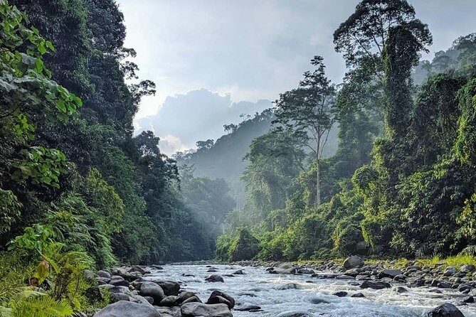TOUR PACKAGE (jungle trekking, taxi, Room) 4 DAYS 3 NIGHTS in BUKIT LAWANG - The Experience of a Lifetime?