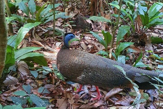 TOUR PACKAGE (jungle trekking, taxi, Room) 4 DAYS 3 NIGHTS in BUKIT LAWANG - Final Thoughts