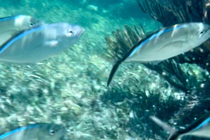 Tour Privado en Barco en Puerto Morelos con Almuerzo Incluido - An In-Depth Look at the Experience