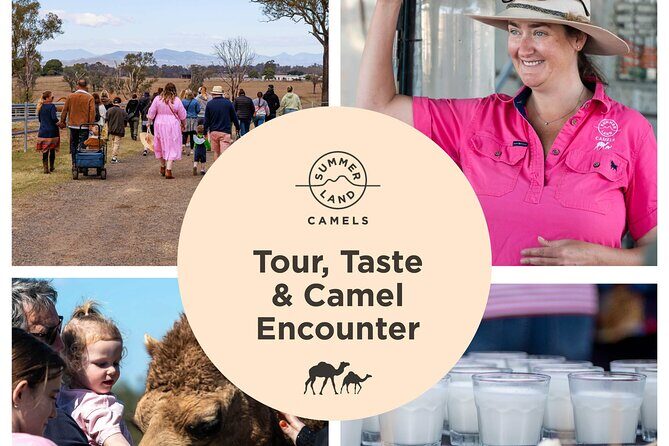 Tour, Taste & Camel Encounter - An Overview of the Tour
