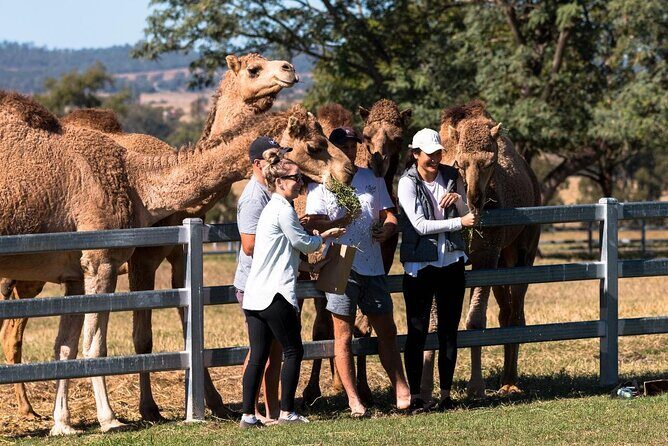 Tour, Taste & Camel Encounter - What to Expect During the Itinerary