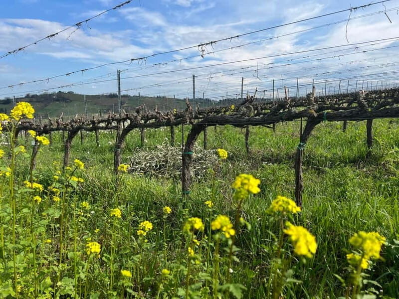Tour & tasting at Tenuta la Viola - The Sum Up