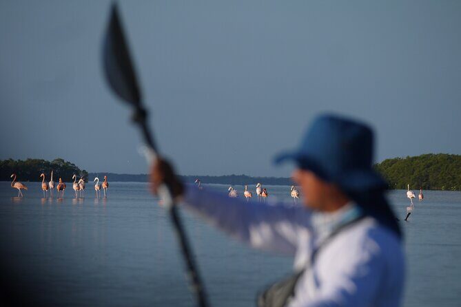 Tour the Mangroves in Kayak by Isla Holbox - A Detailed Look at the Kayak Mangrove Tour