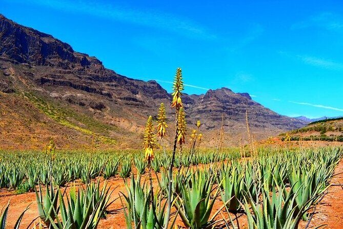 Tour to Arucas, Teror, Aloe Vera farm - Highlights - Discover Gran Canaria’s Hidden Charms with the Arucas, Teror, and Aloe Vera Tour