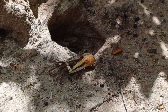 Tour to discover the paradisiacal beaches of the South (Salines) - The Sum Up