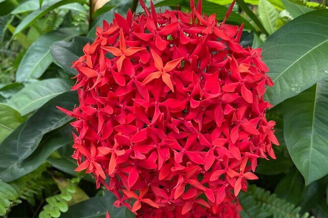 Tour to Fern Gully and Konoko Falls and Park - Who Will Love This Tour?