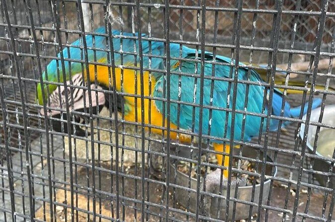 Tour to Fern Gully and Konoko Falls and Park - The Sum Up