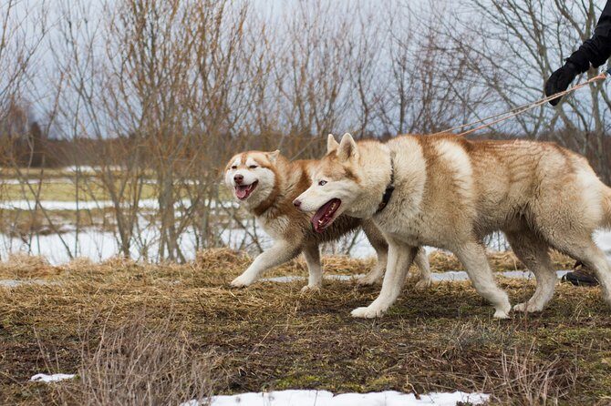 Tour to Husky Park with Cani-Cross Hike - Detailed Tour Overview